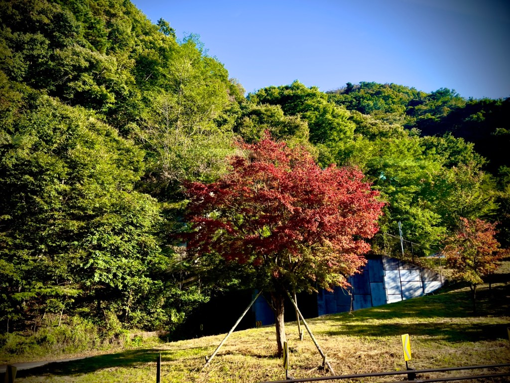 Kyoto to Mt. Fuji — The Long Road to Japan’s Iconic Peak – Felicity ...